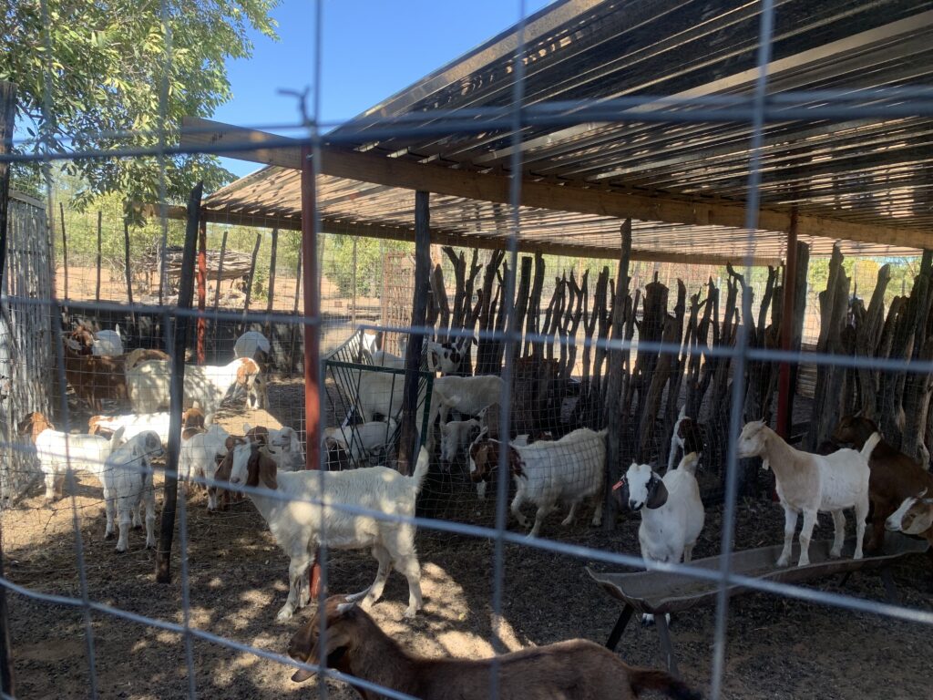 Bulilima farmer finds success with goats amidst drought – CITEZW