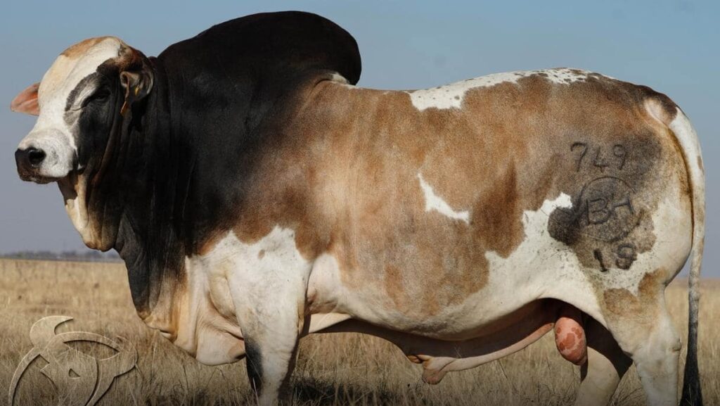 The Boran cattle breed - CITEZW