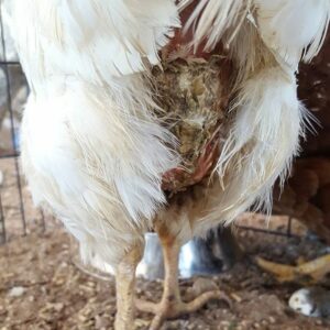 Understanding pasted vent (vent gleet) and its impact on poultry ...