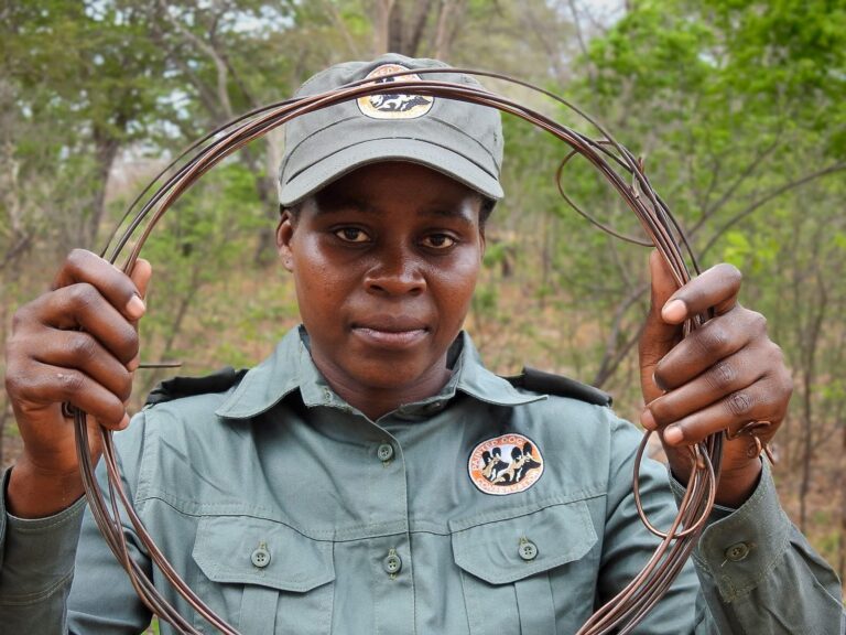 Wire snares continue to kill wildlife around Hwange, despite crackdown ...