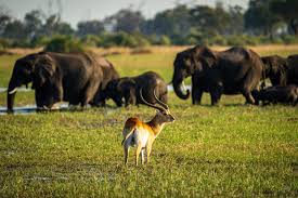 Zimbabwe adopts key national biodiversity and conservation plan — CITEZW